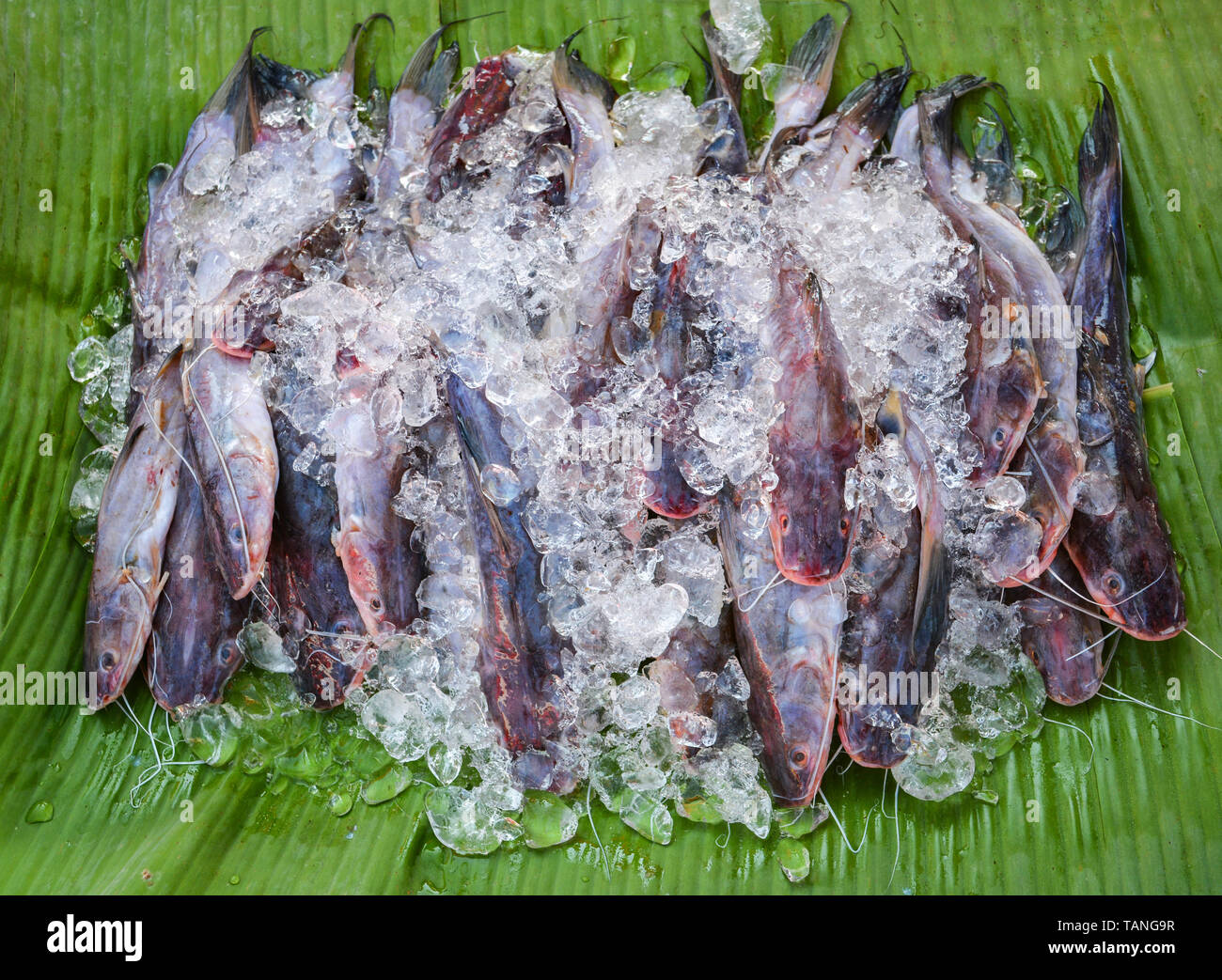Pile of fresh catfish on ice on banana leaf background / freshwater ...