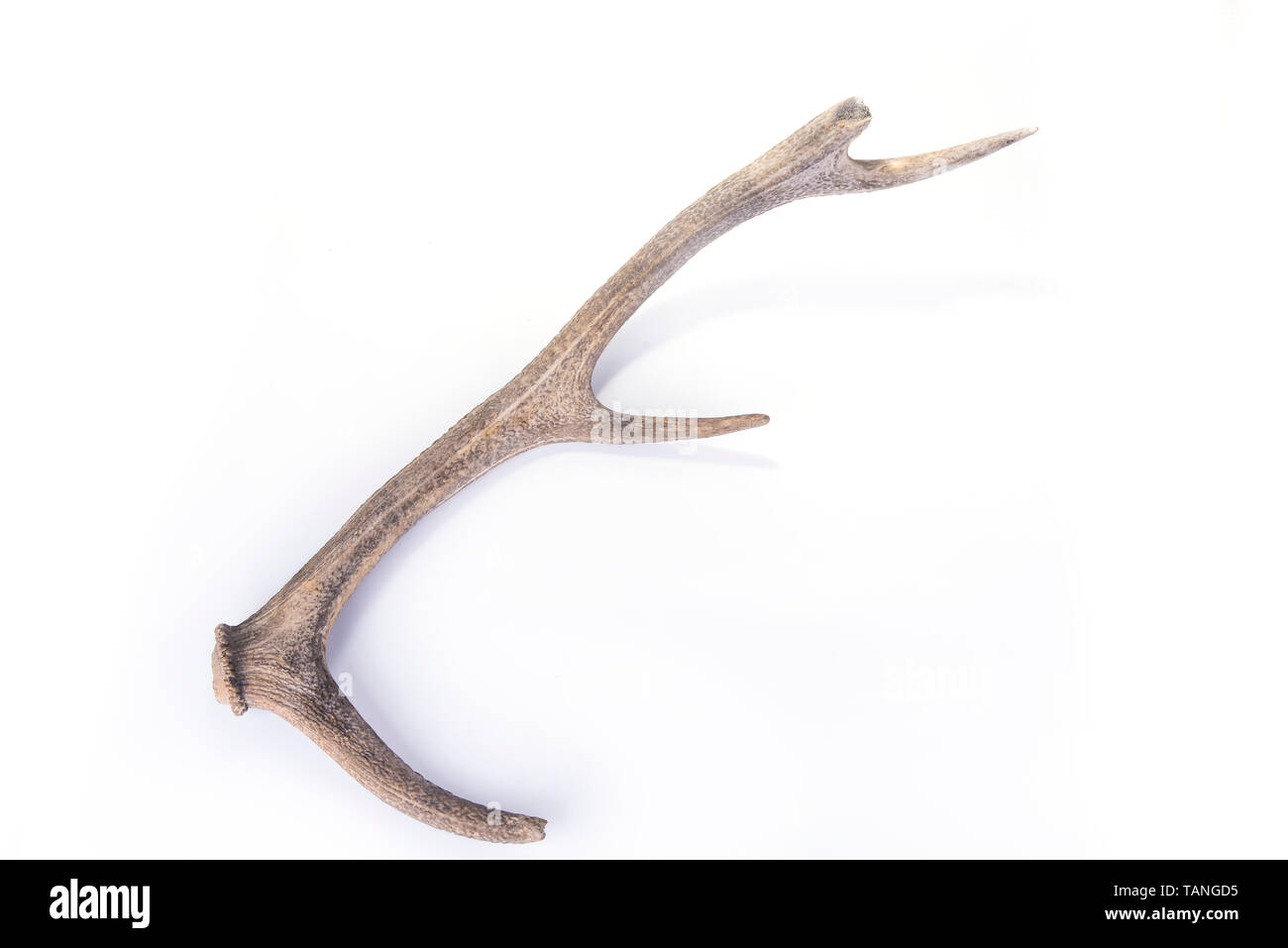 One part of dear antlers on the white Stock Photo - Alamy