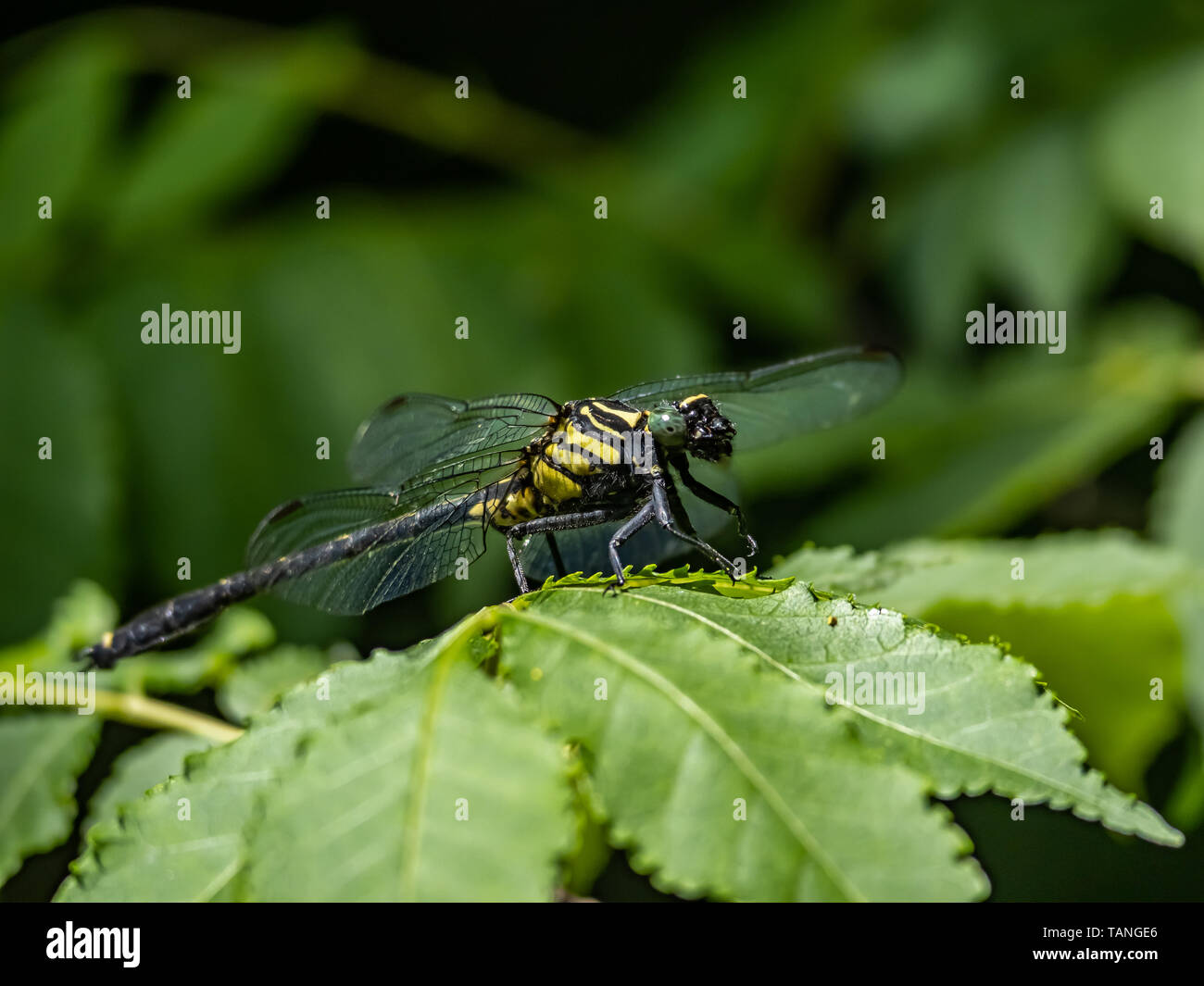 A Gomphus melaenops dragonfly, also known as Asiagomphus melaenops ...