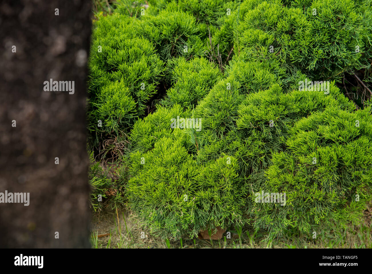 In the park. Green shrub and rock Stock Photo - Alamy