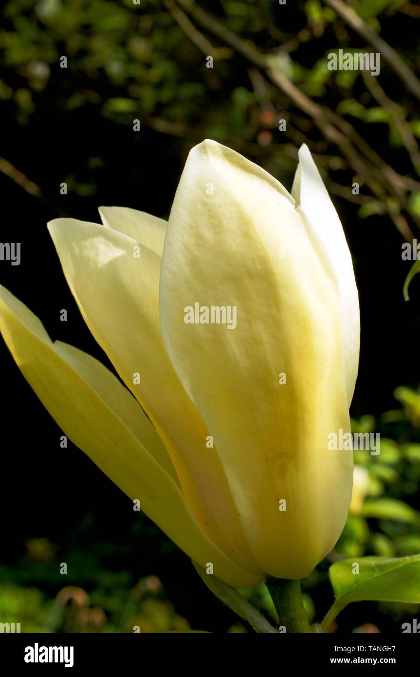 Yellow magnolia hi-res stock photography and images - Alamy