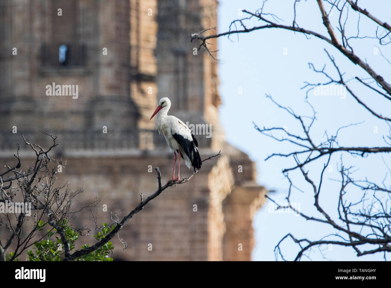 A white stork on a tree in front of the cathedral in Salamanca, Spain ...