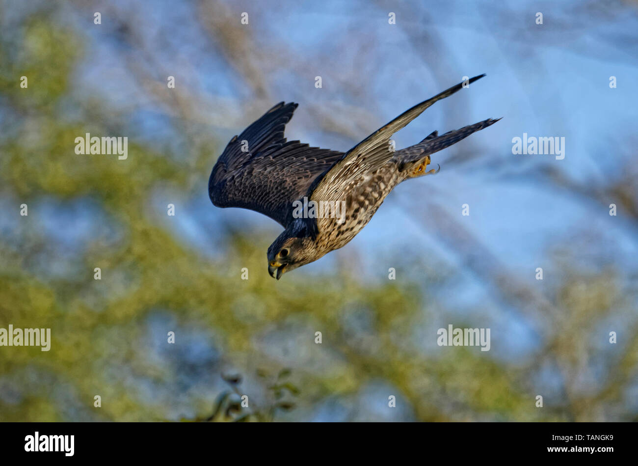 Saker Falcon, falco cherrug, Adult in Flight Stock Photo - Alamy