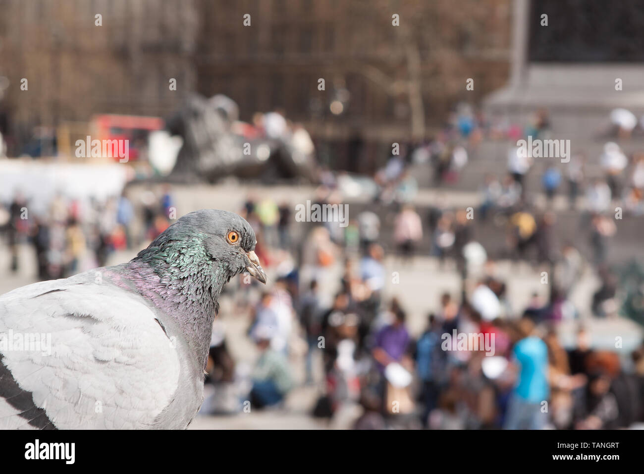 Square pigeon hi-res stock photography and images - Alamy