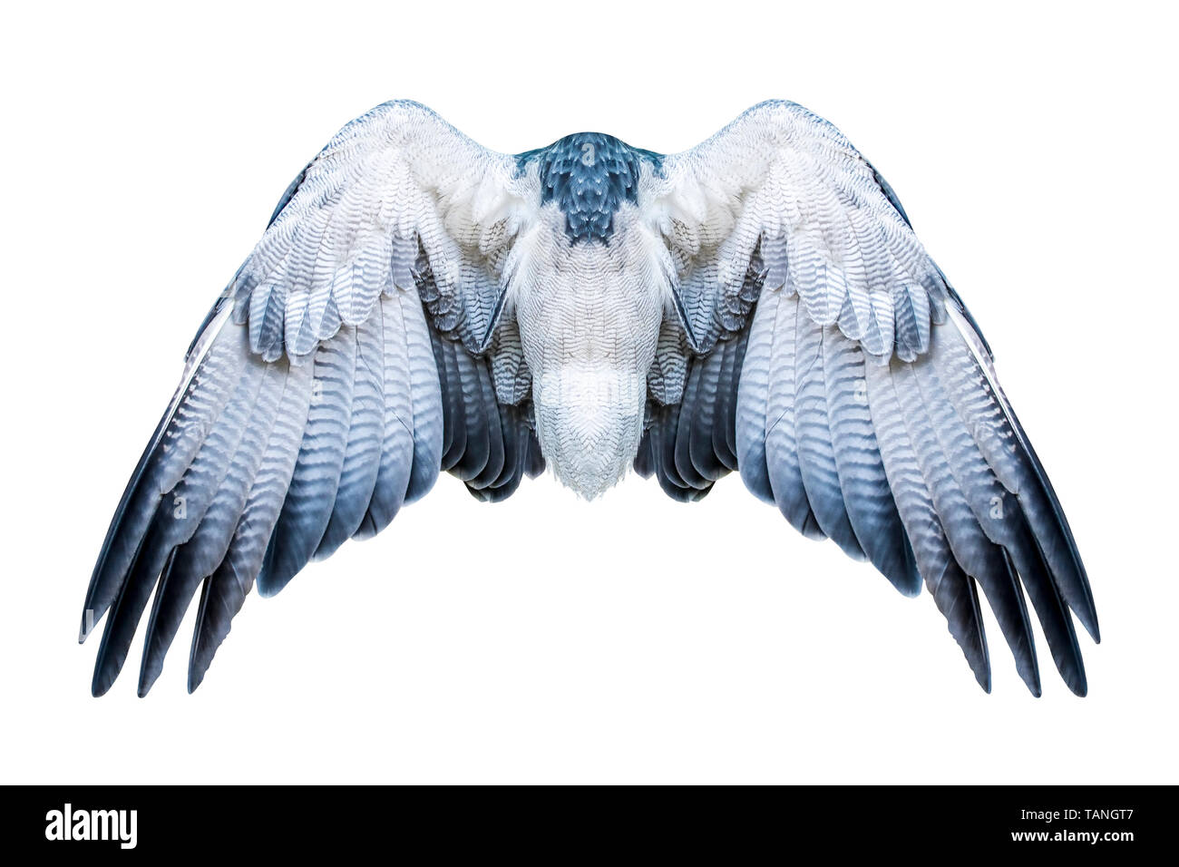 Beautiful hawk bird isolated on hi-res stock photography and images - Alamy