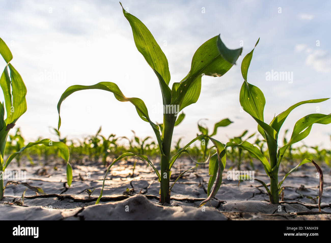 Corn on stalk hi-res stock photography and images - Alamy