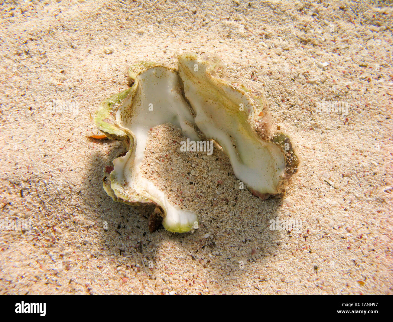 Open shell laying on the sea bed - Underwater at dive site Eelgarden in ...