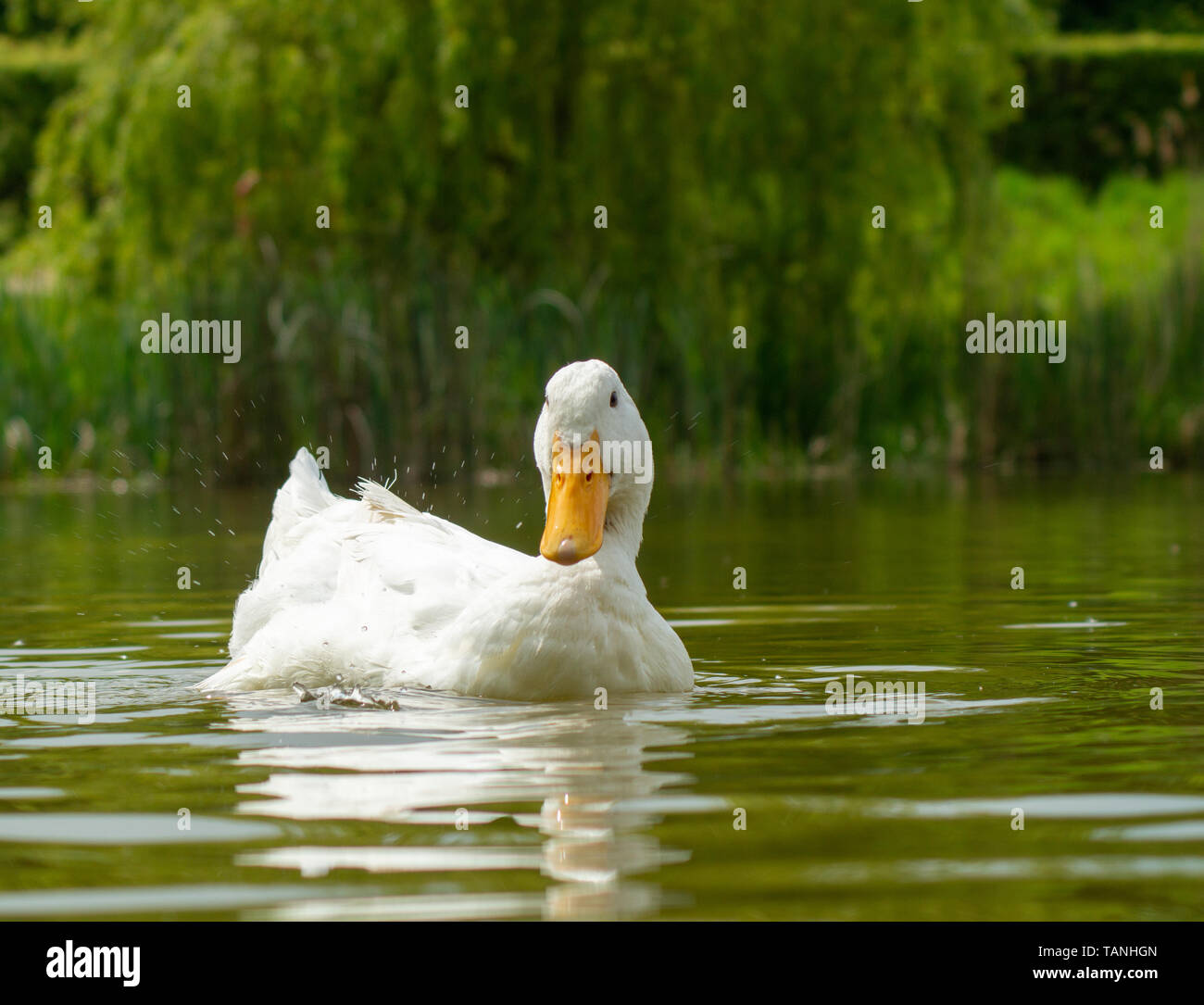 Large White Aylesbury, Pekin, Peking Duck, Close Up, Water Level View ...