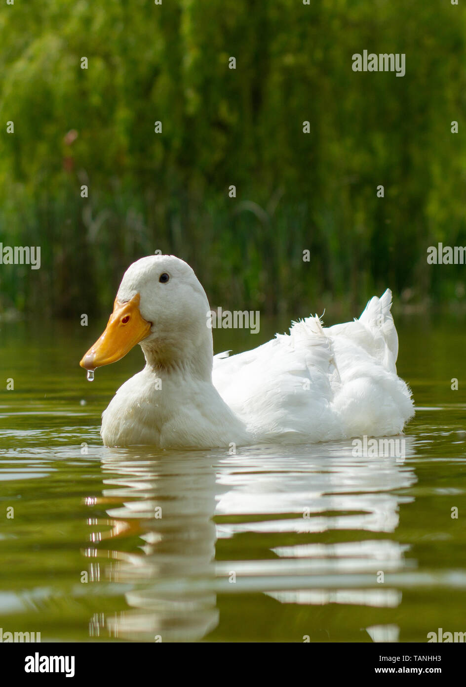 Large White Aylesbury, Pekin, Peking Duck, Close Up, Water Level View ...