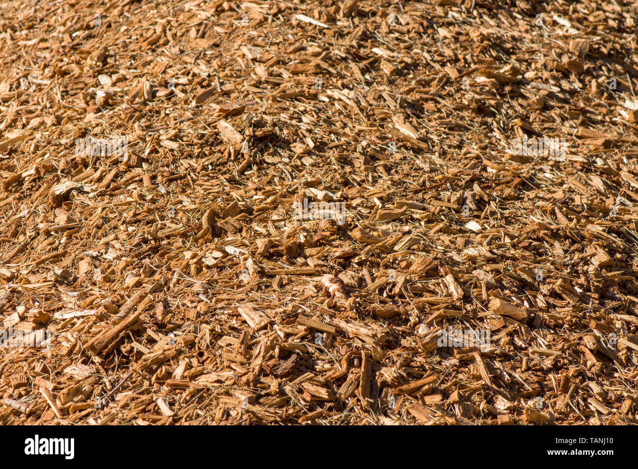 Wood chips of pine trees Stock Photo - Alamy