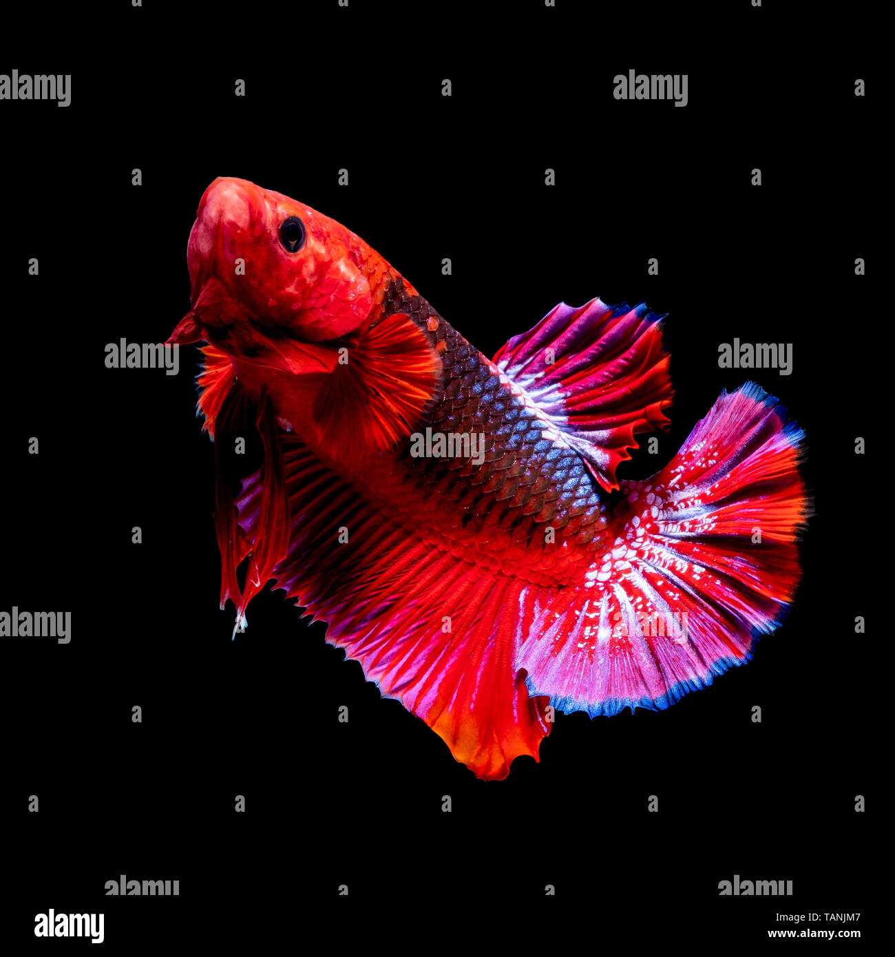 Betta Fish eating food in the aquarium black blackground Stock Photo ...