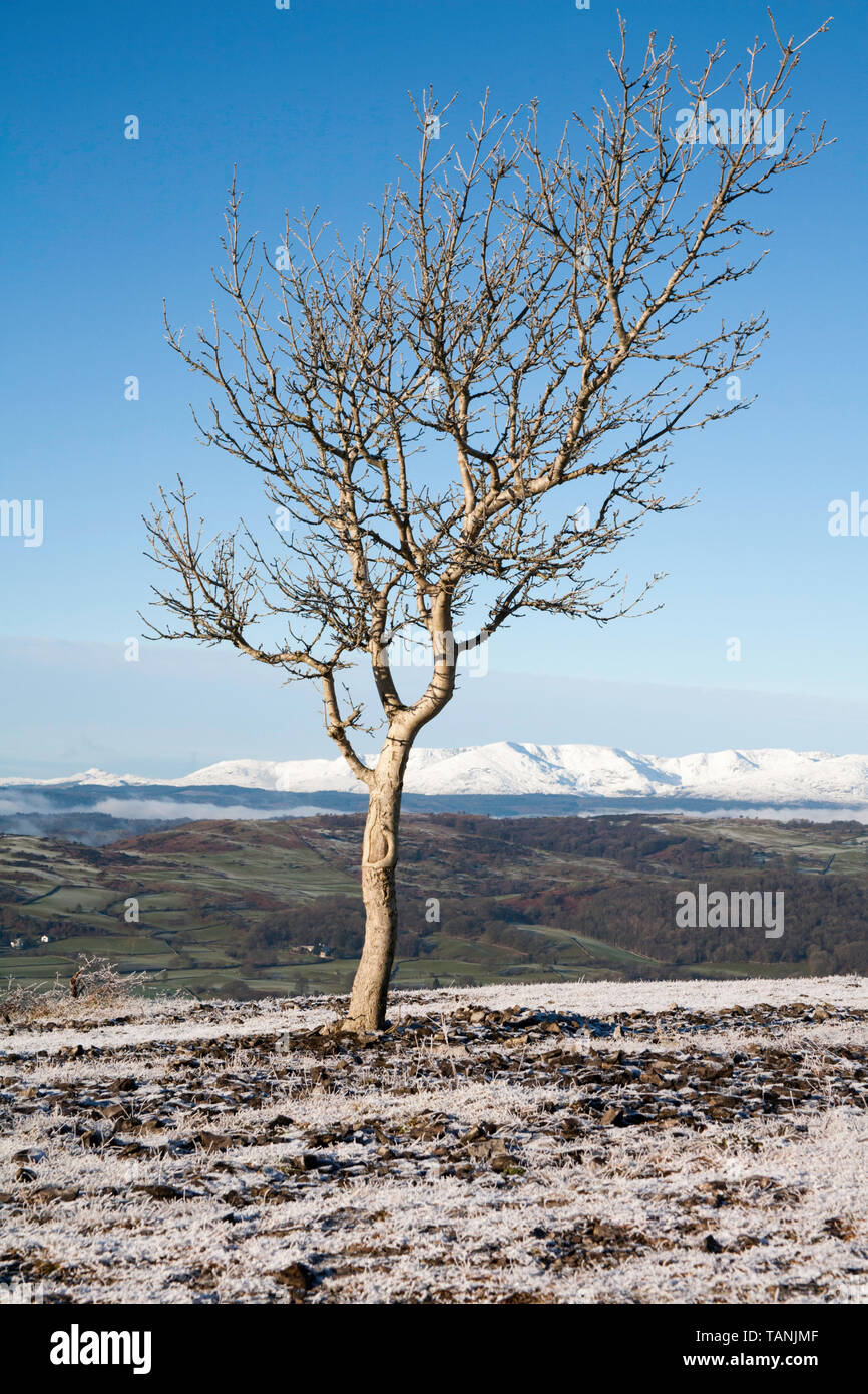 Tree framing the Snow covered Old Man of Coniston and Coniston Fells ...