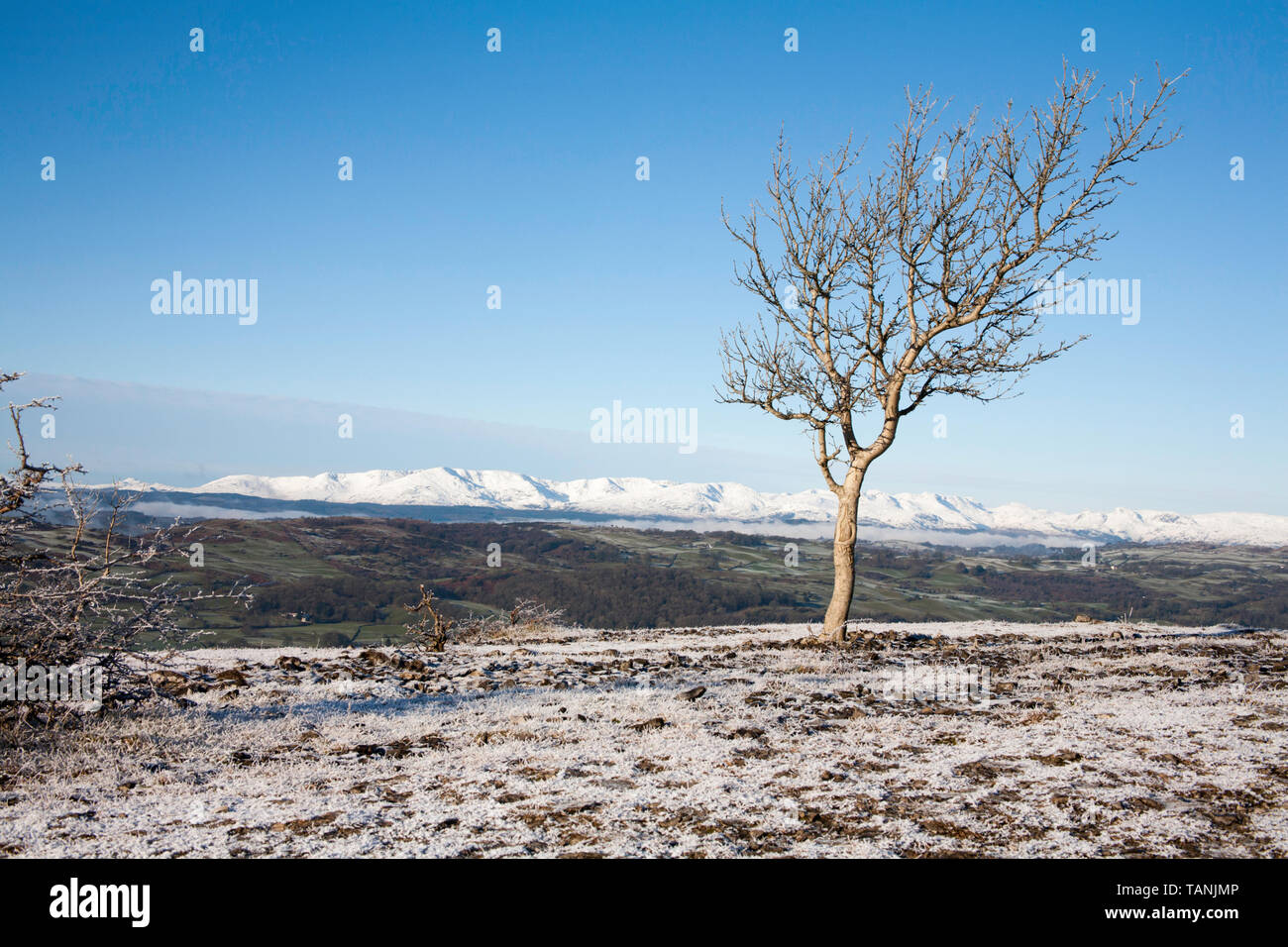 Tree framing the Snow covered Old Man of Coniston and Coniston Fells ...