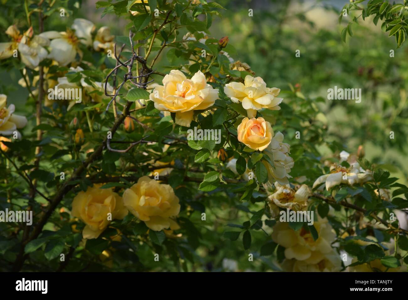 yellow Wild rose in the Wild Stock Photo - Alamy