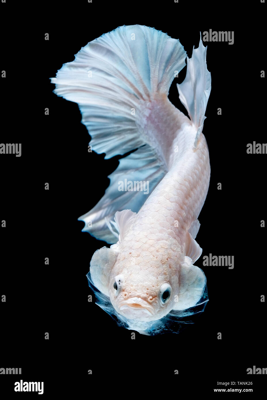 Pez Betta Negro Peces Betta Sobre Un Fondo Negro | Foto Premium