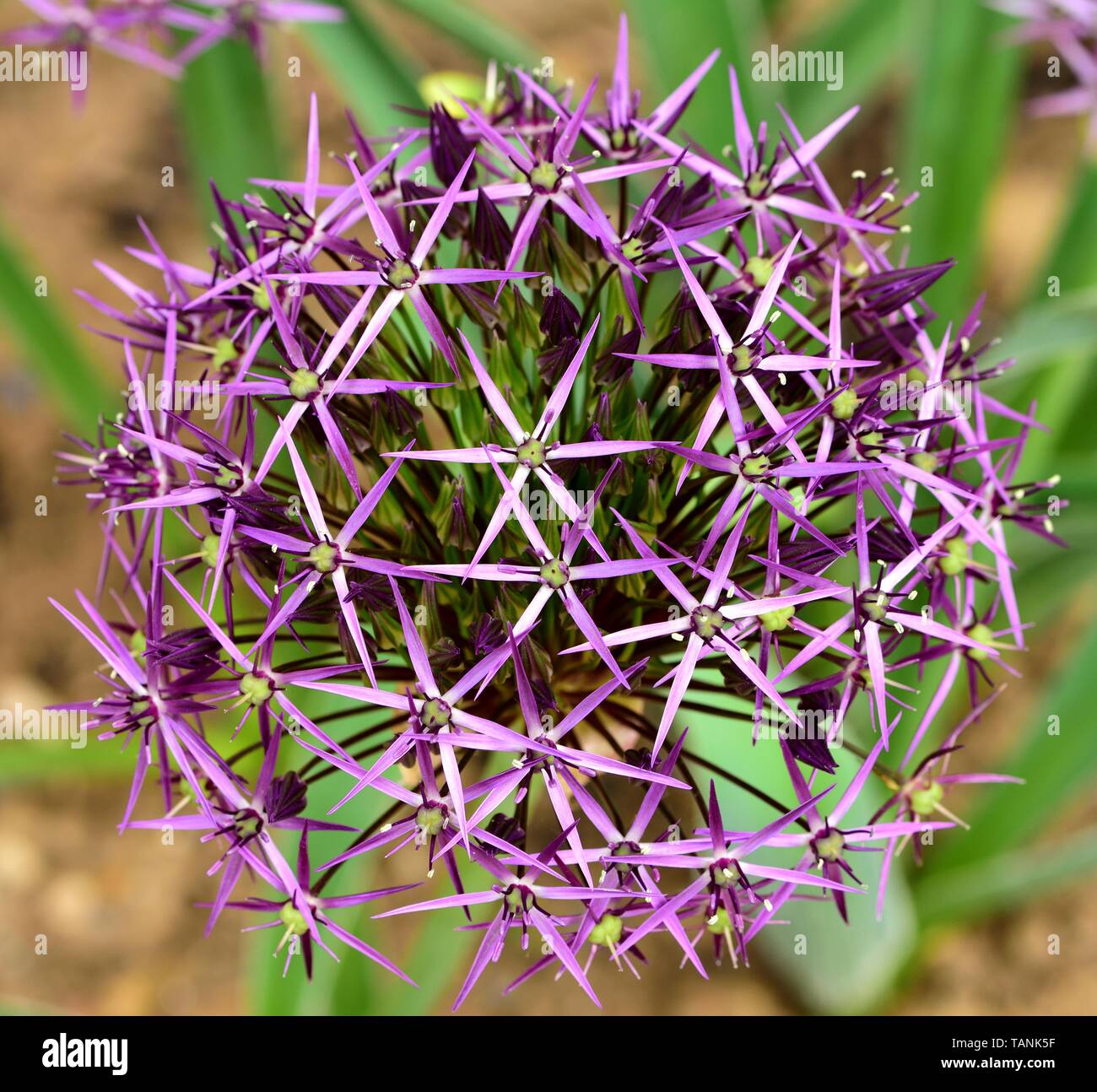 Allium Christophii flower head Stock Photo - Alamy