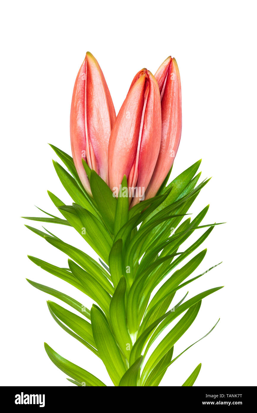 Three petal flower hi-res stock photography and images - Alamy