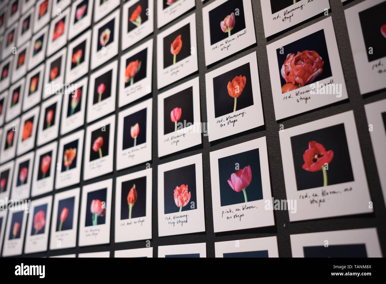 Anna Ridler 'Myriad' 'Tulips' data set - 'AI: More Than Human ...