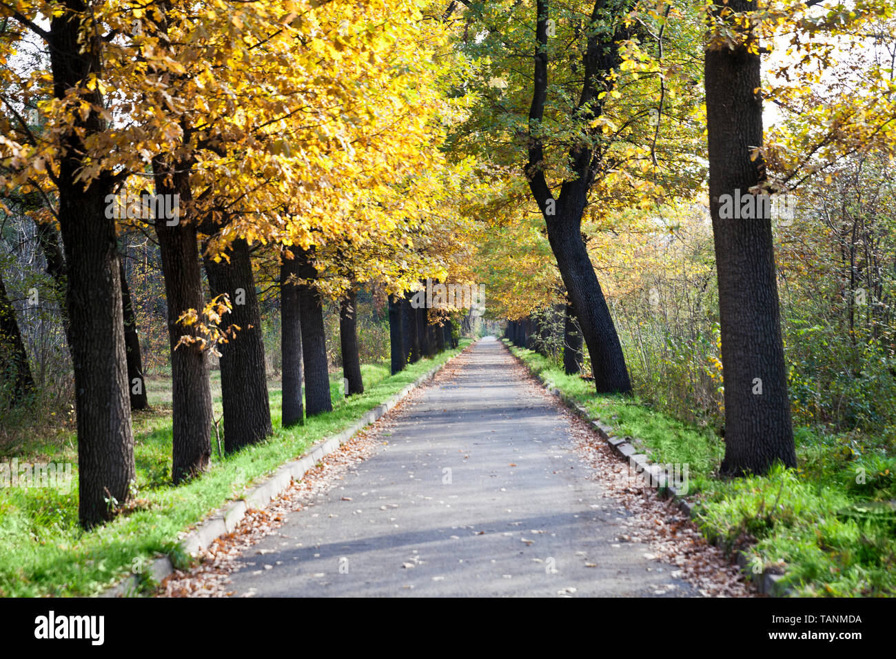 tree, leaf, woods, landscape, gold, red, road, sun, yellow, forest ...