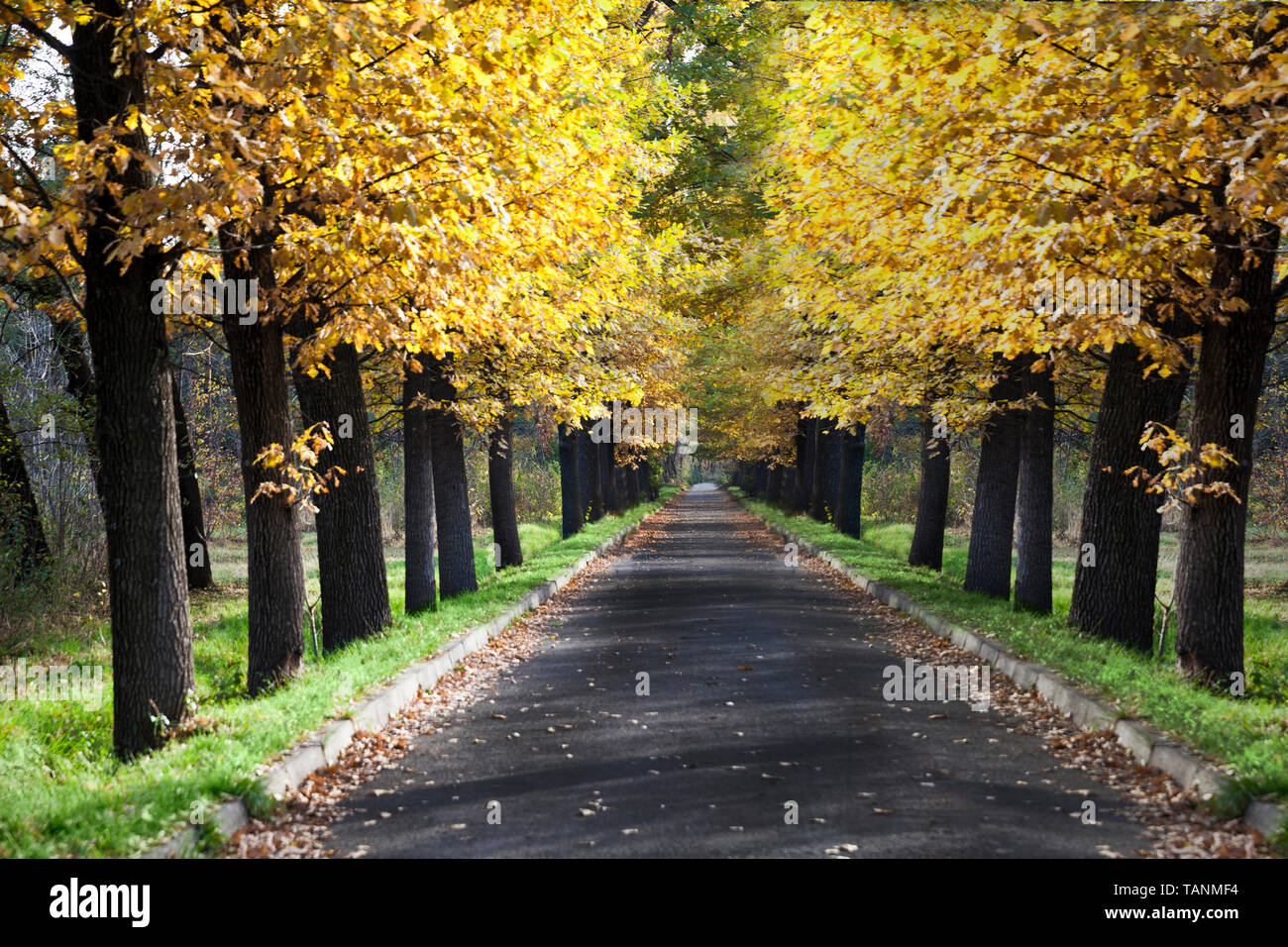 tree, leaf, woods, landscape, gold, red, road, sun, yellow, forest ...