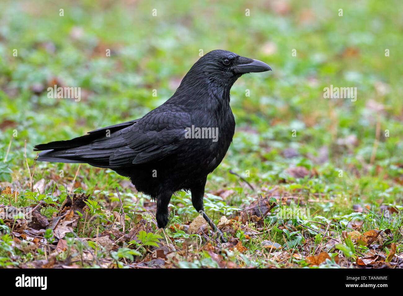 Crows pasture hi-res stock photography and images - Alamy