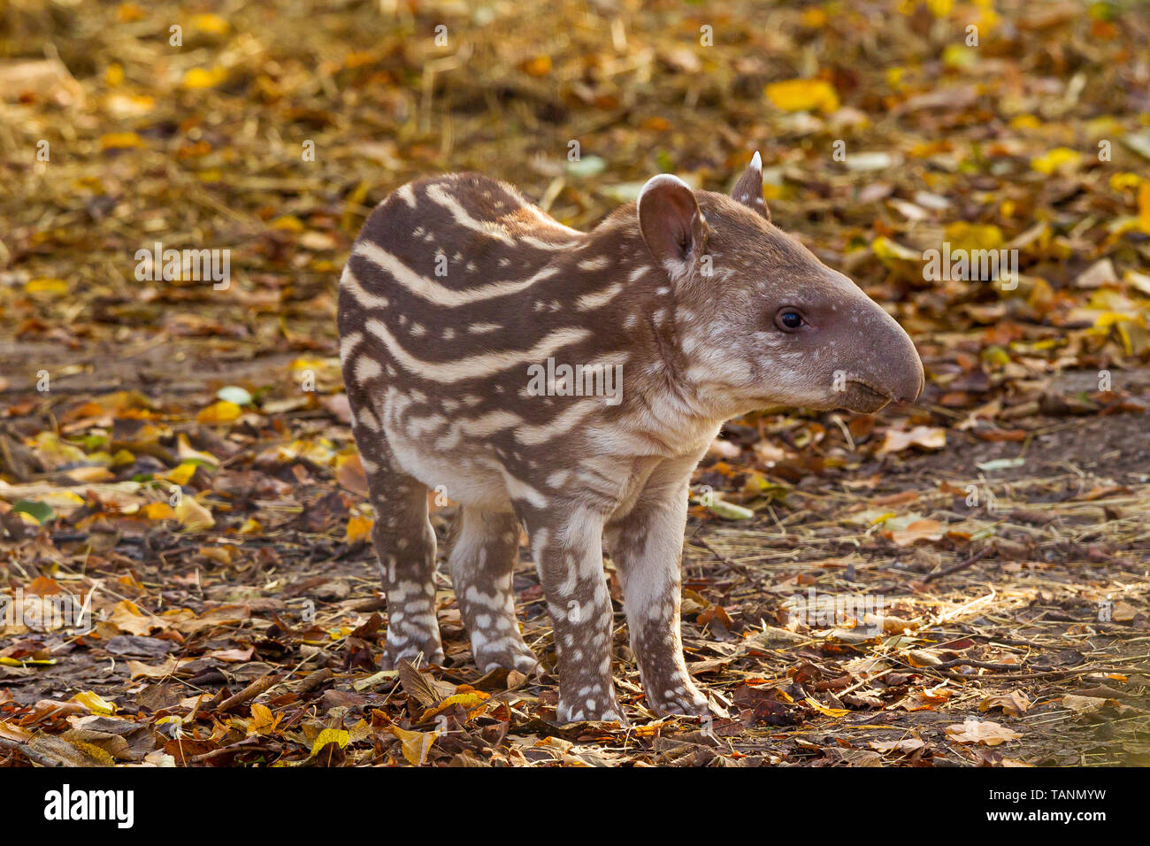 South American Tapir or Brazilian Tapir Calf ( Tapirus Terrestris ...