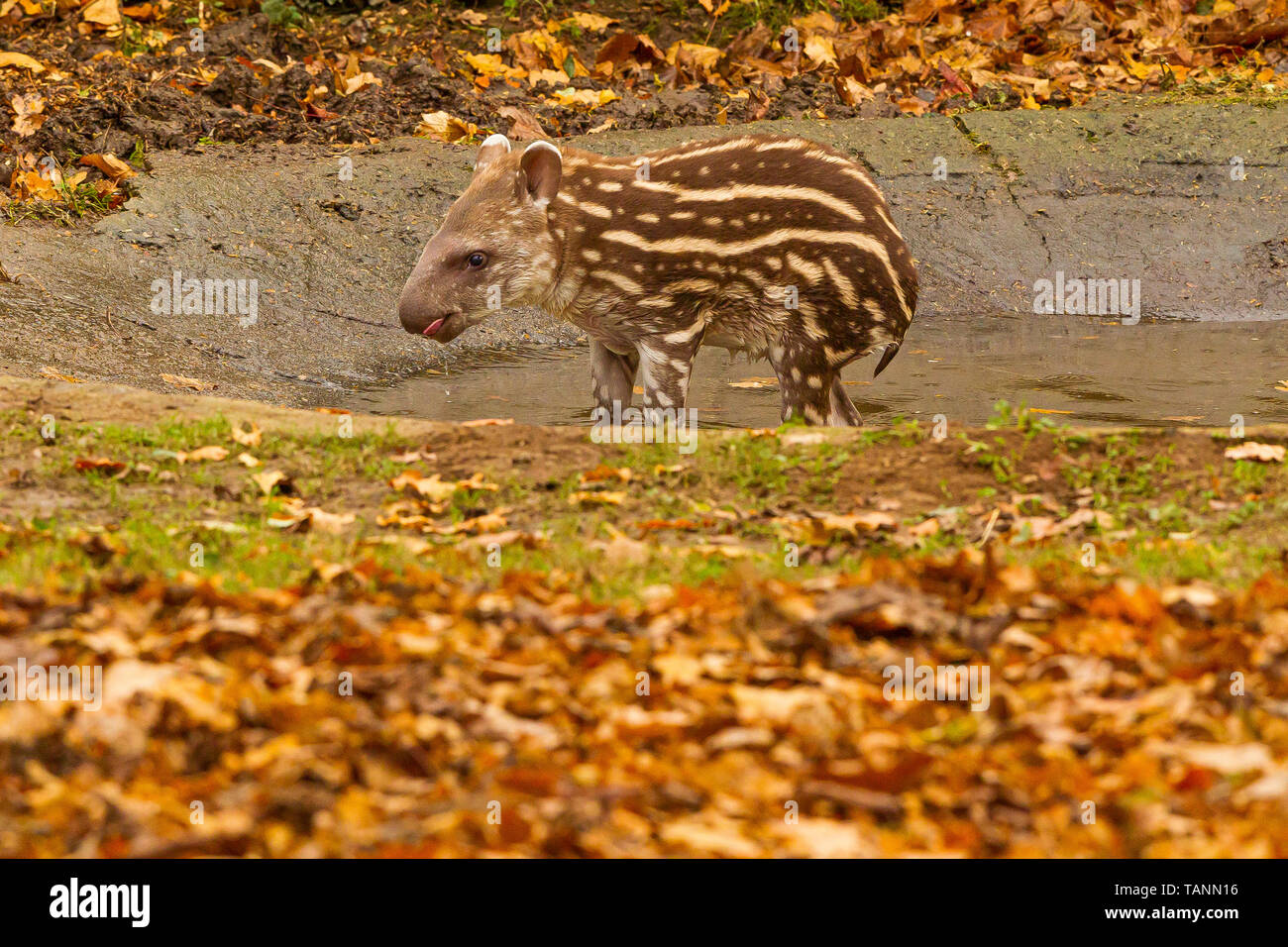 Baby tapir stripe hi-res stock photography and images - Alamy