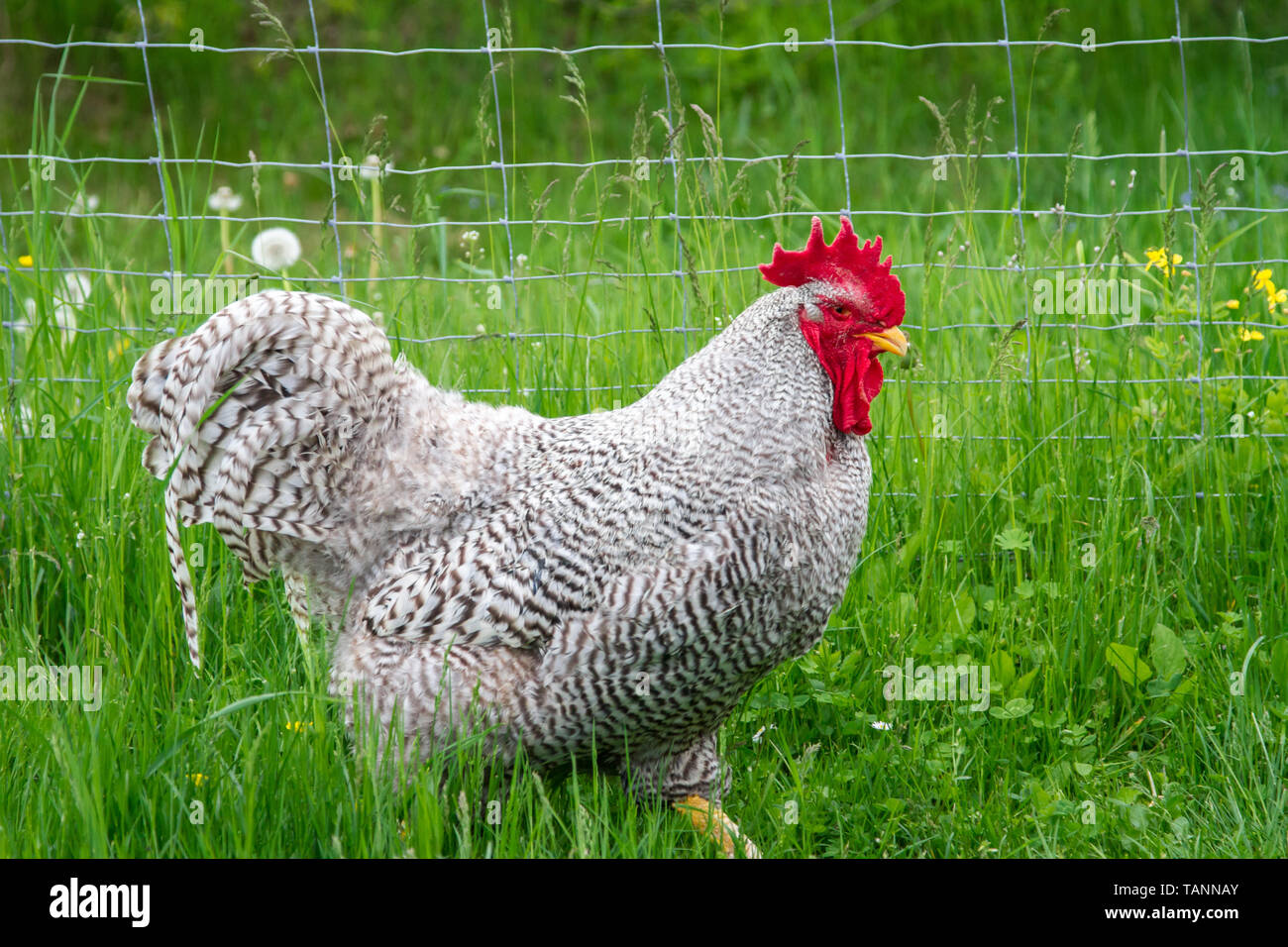 Free range Amrock chicken rooster Stock Photo - Alamy