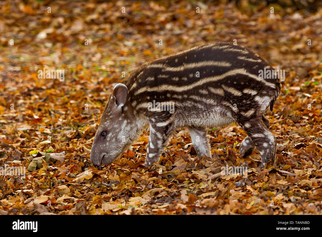 South American Tapir or Brazilian Tapir Calf ( Tapirus Terrestris ...