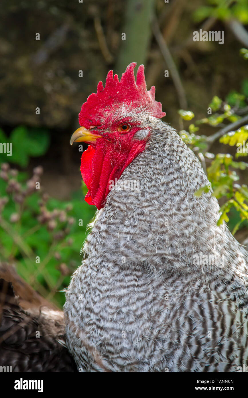 Free range Amrock chicken rooster Stock Photo - Alamy
