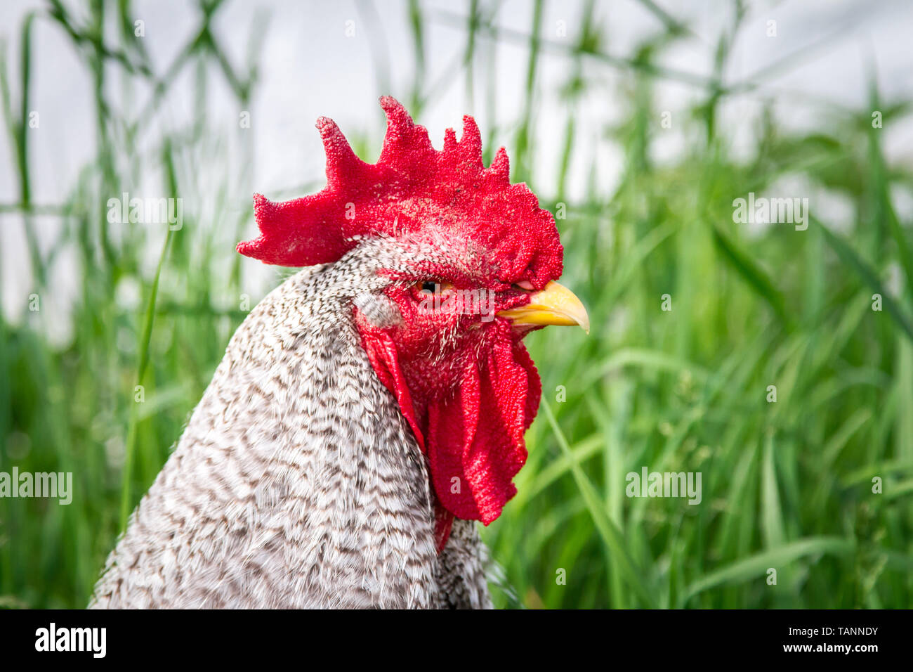 Free range Amrock chicken rooster Stock Photo - Alamy