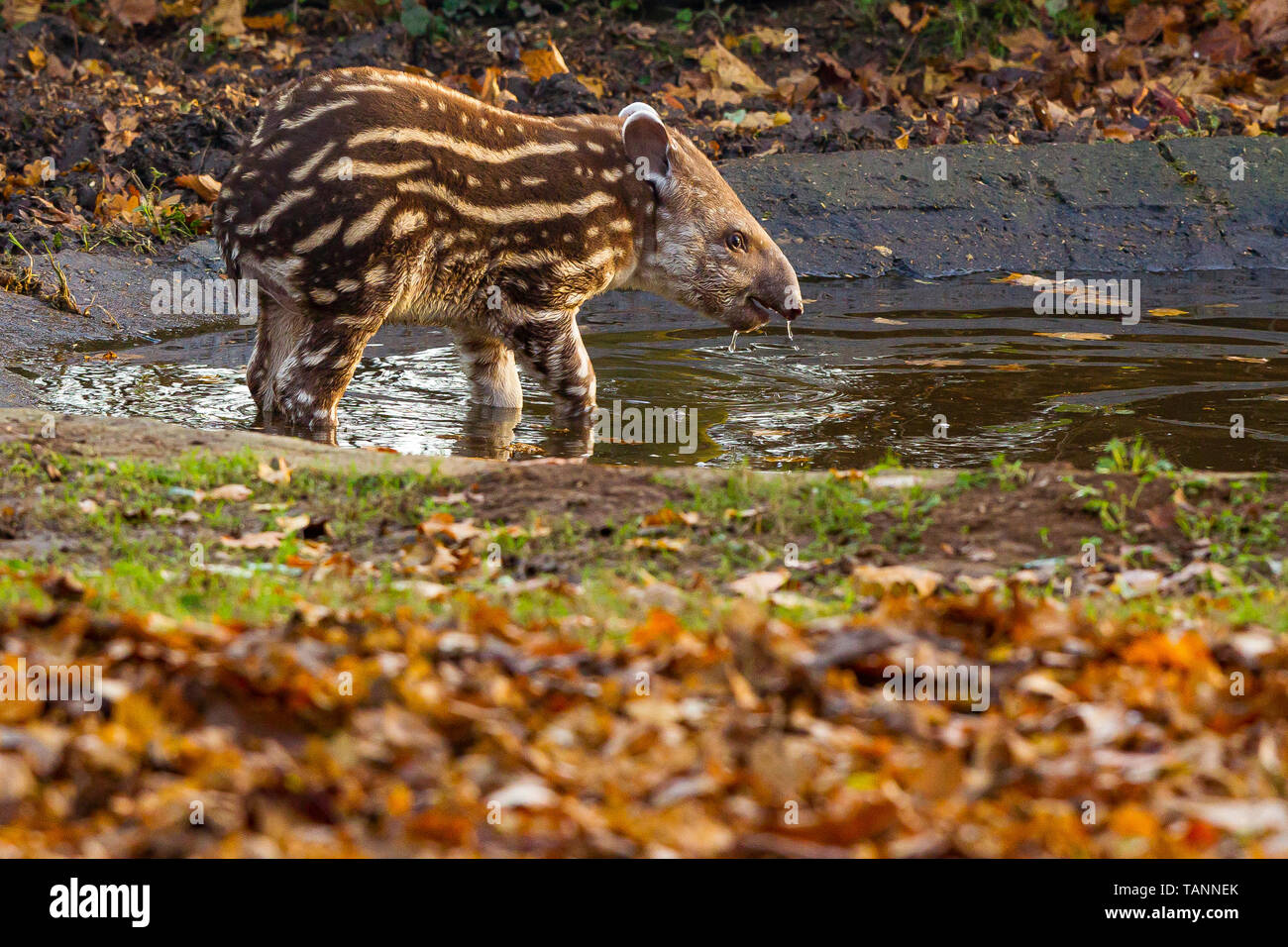 Baby tapir stripe hi-res stock photography and images - Alamy