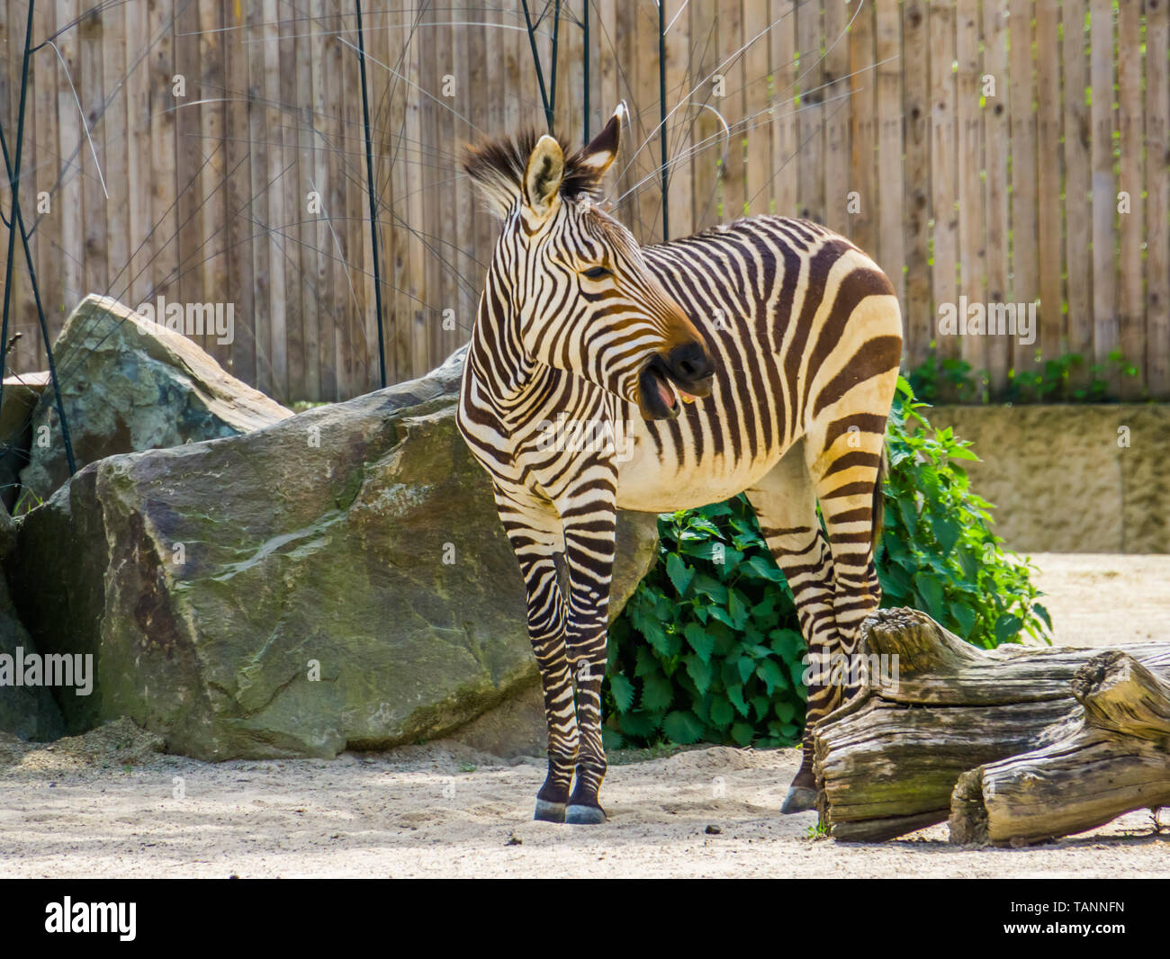 Odd toed hoofed mammals hi-res stock photography and images - Alamy