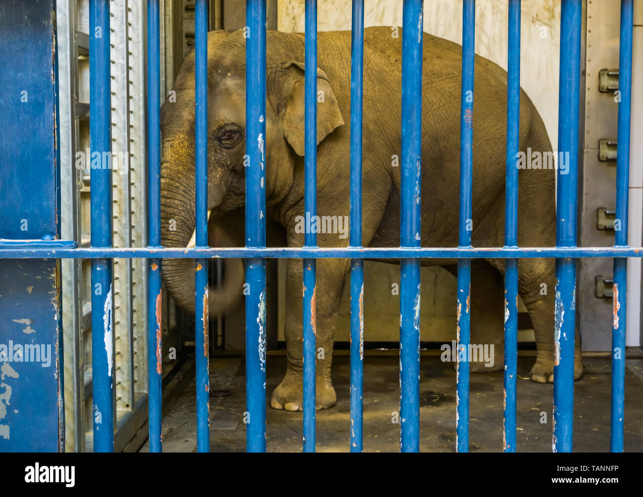 Caged male Asian elephant with tusks, Elephant behind bars, animal in ...
