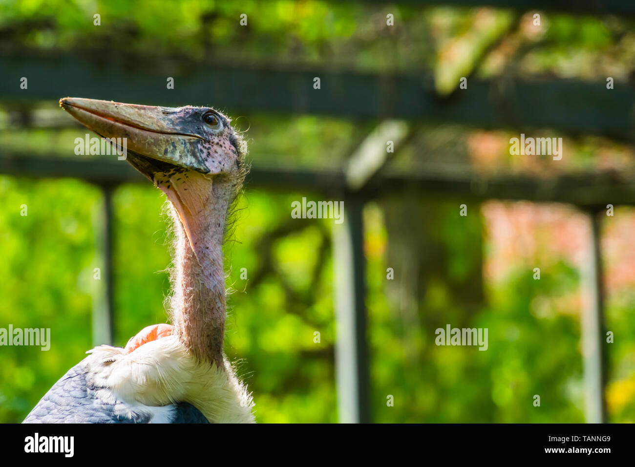closeup of the face of a marabou stork, tropical bird specie from ...
