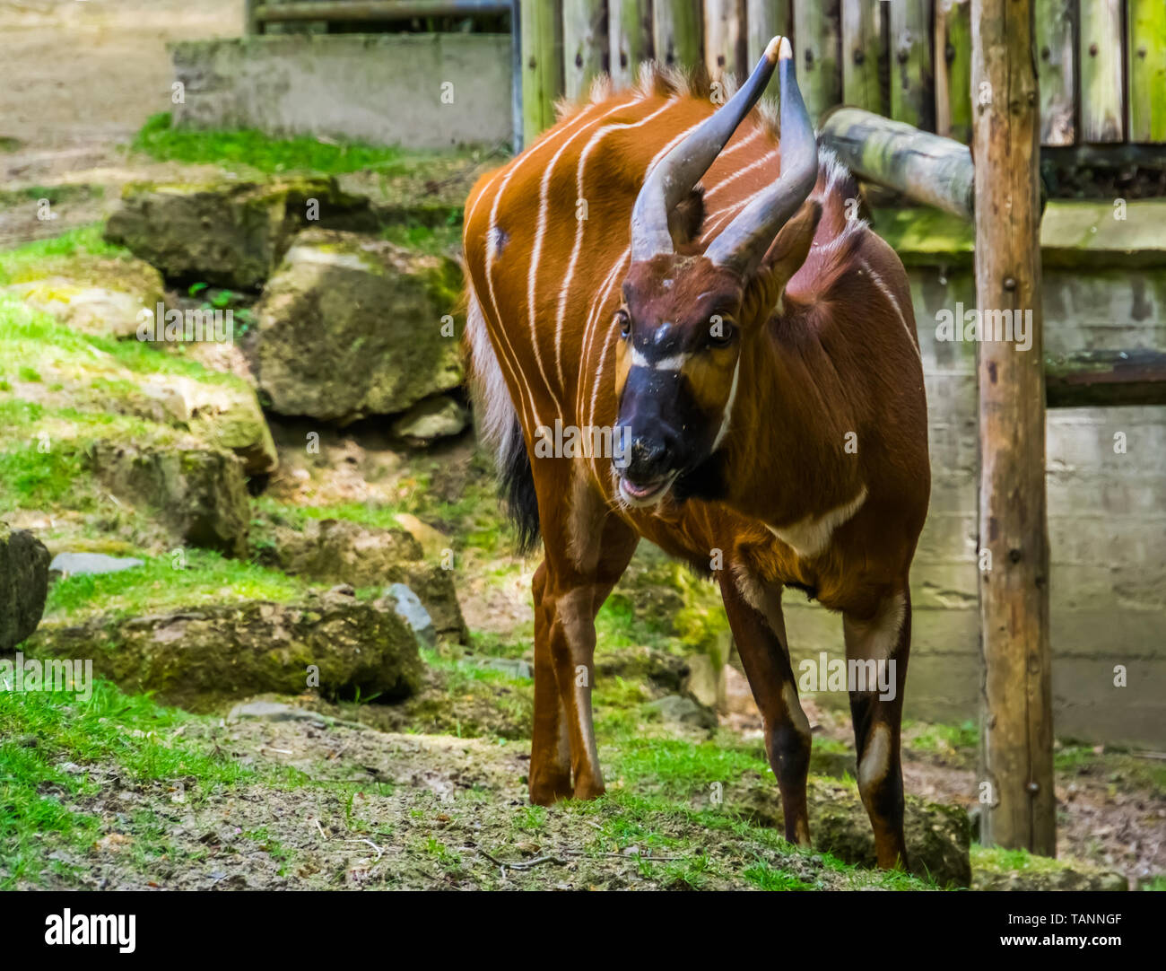 Bongo antelope kenya africa hi-res stock photography and images - Alamy