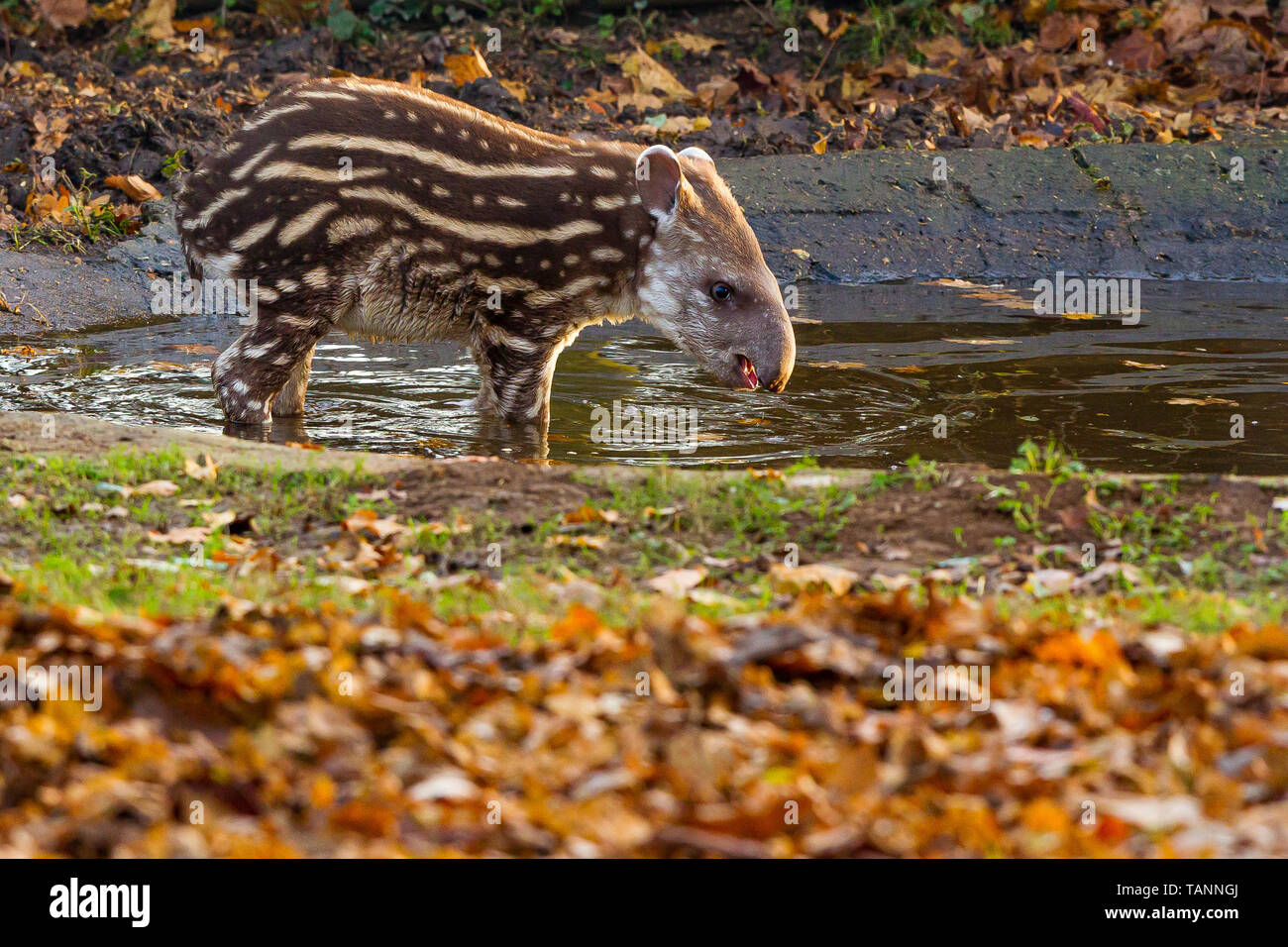 Baby tapir stripe hi-res stock photography and images - Alamy
