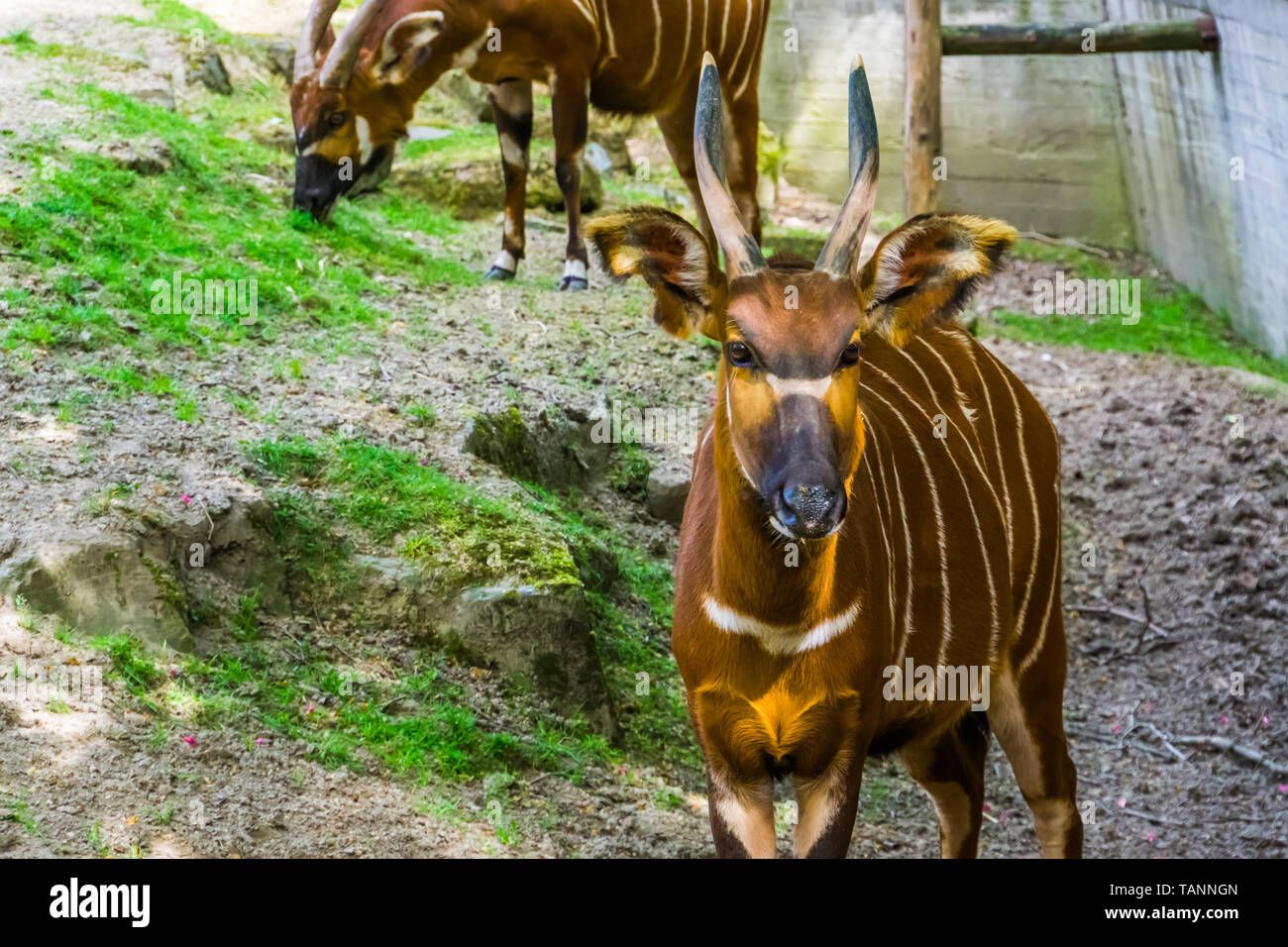 Bongo antelope kenya africa hi-res stock photography and images - Alamy