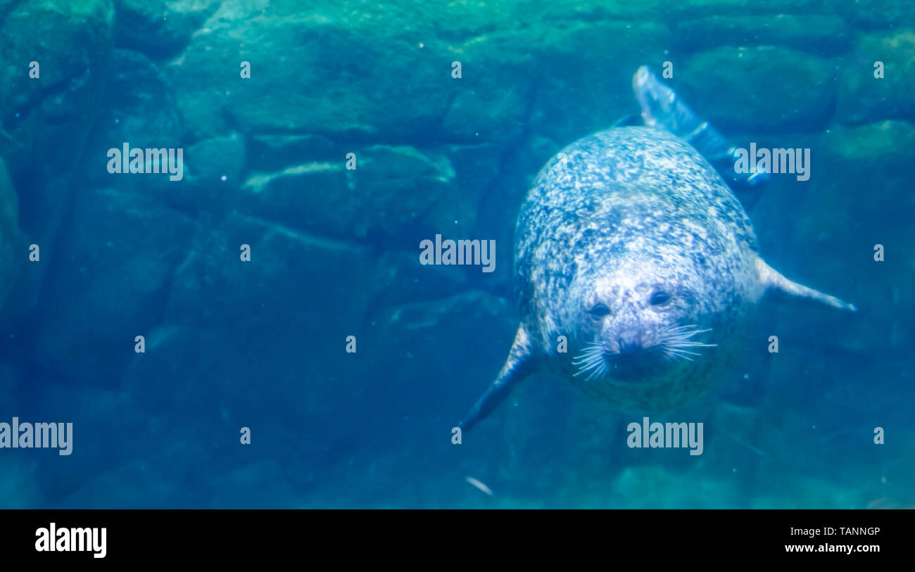 common seal swimming underwater, beautiful portrait of a harbor seal ...