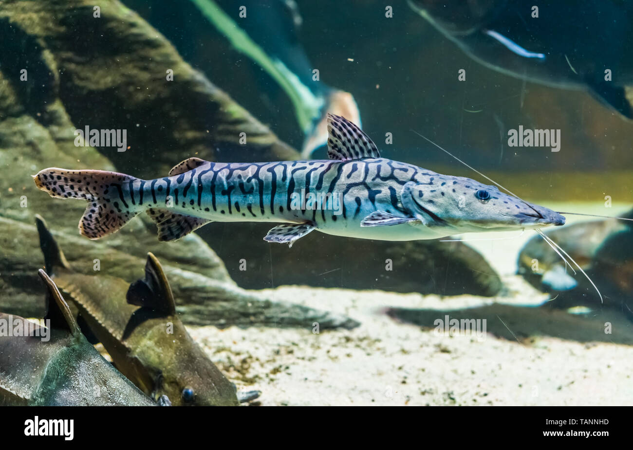 closeup of a tiger sorubim, tropical long whiskered catfish from the ...