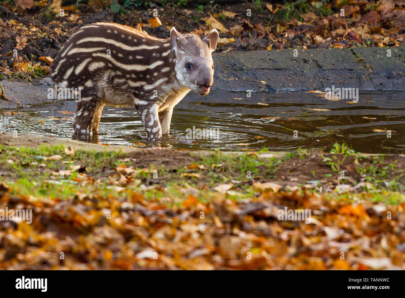 Baby tapir stripe hi-res stock photography and images - Alamy