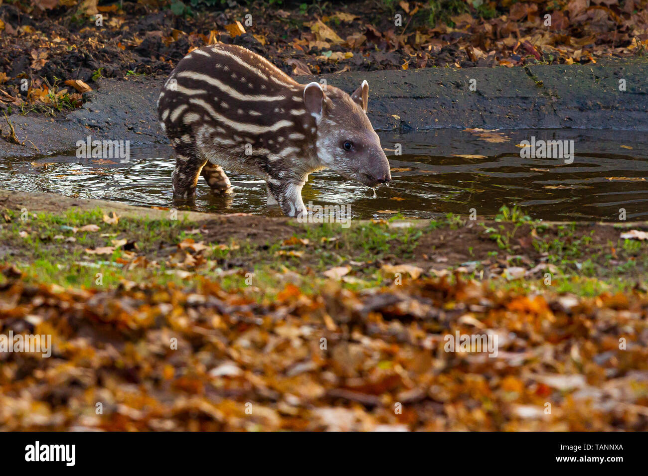 Baby tapir stripe hi-res stock photography and images - Alamy