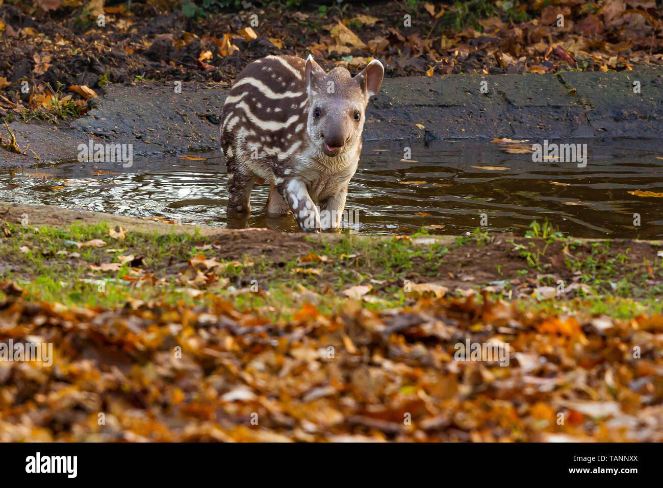 Baby tapir stripe hi-res stock photography and images - Alamy