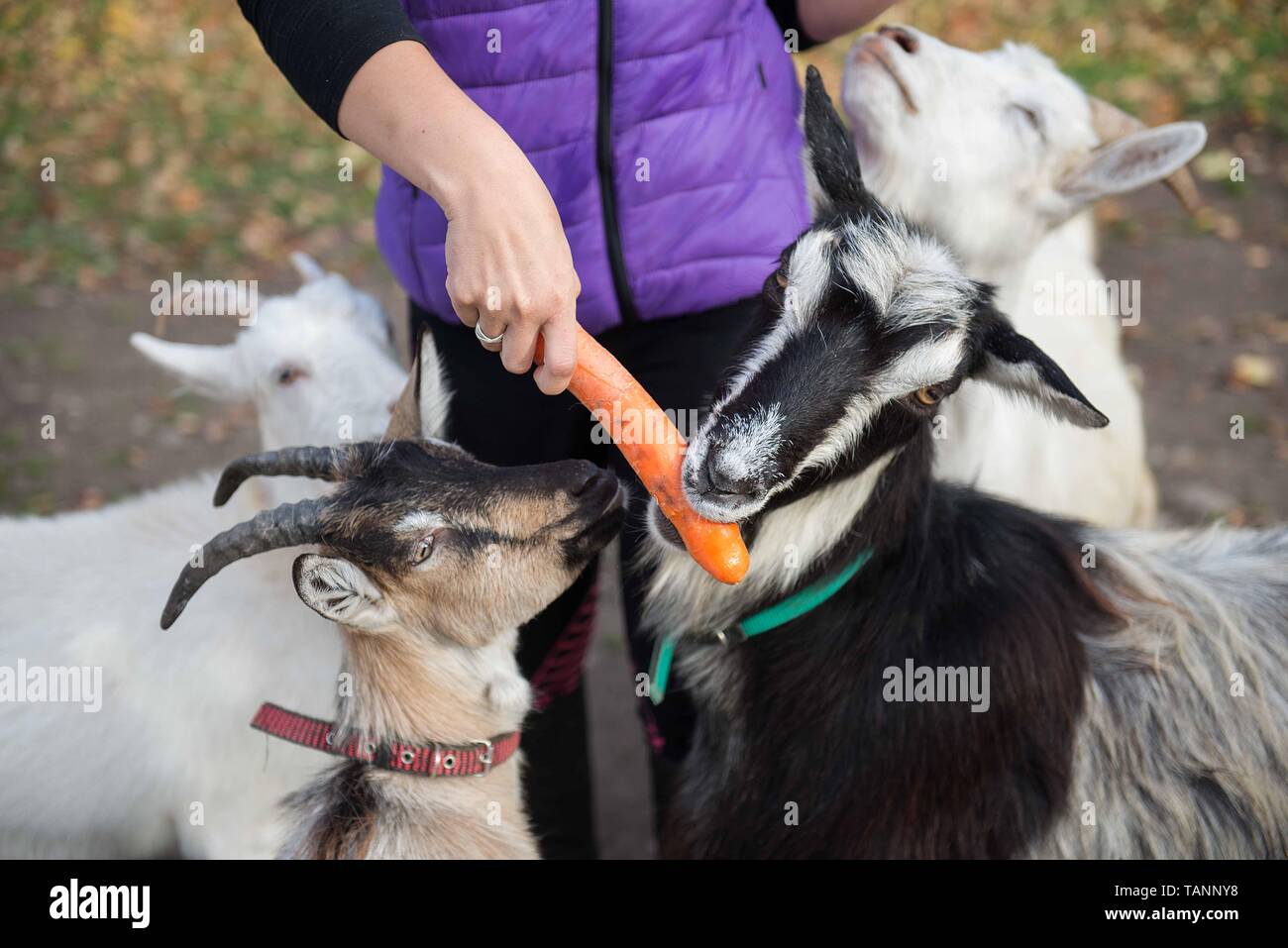 Vegetables goats hi-res stock photography and images - Alamy