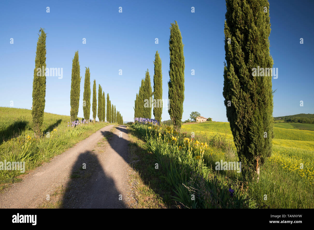 Cypress tree lined farm track with Tuscan farmhouse and typical ...