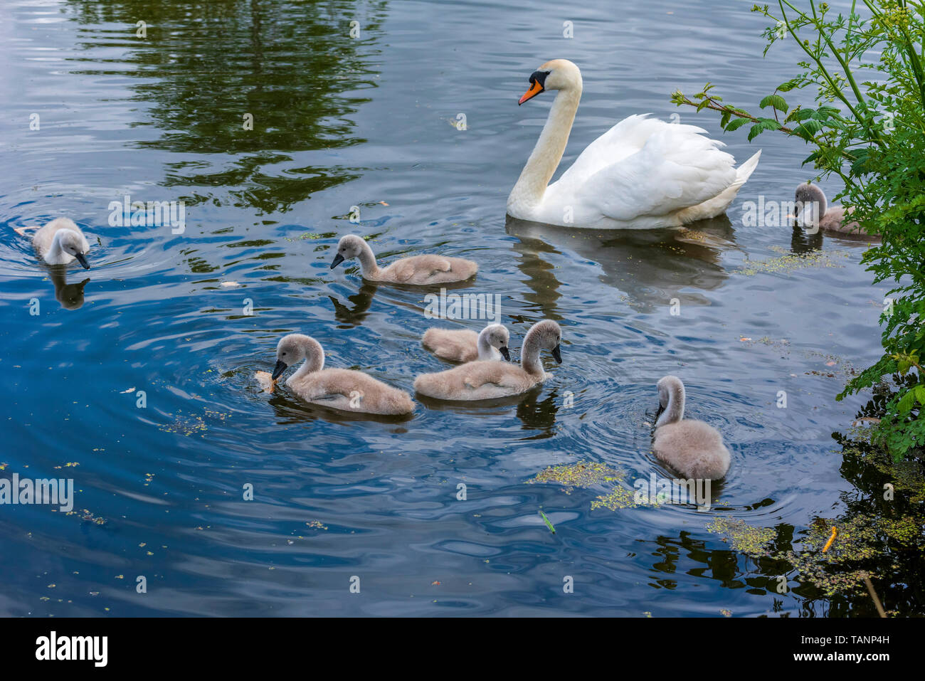 Swans and goslings Stock Photo - Alamy