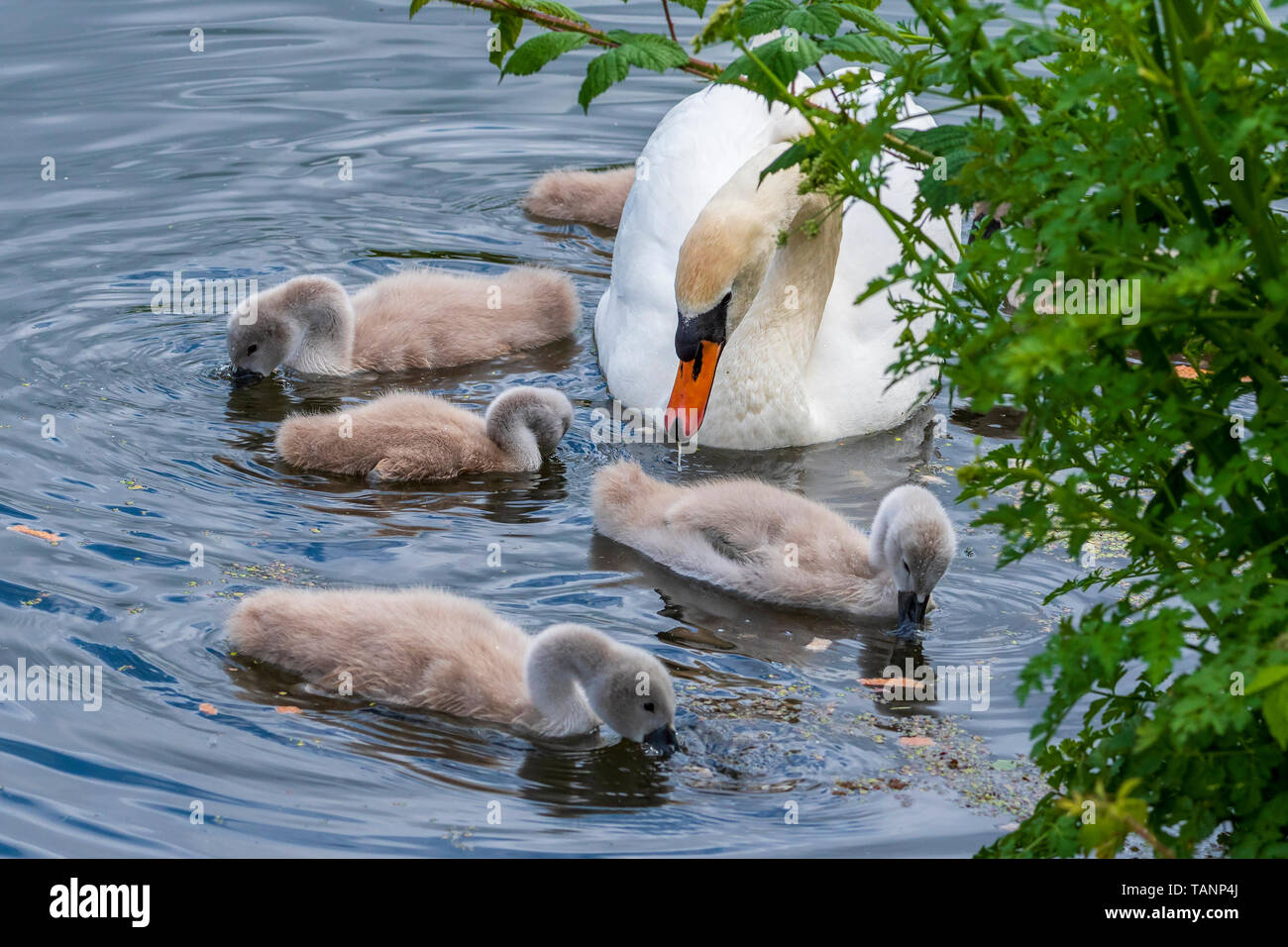 Swans and goslings Stock Photo - Alamy