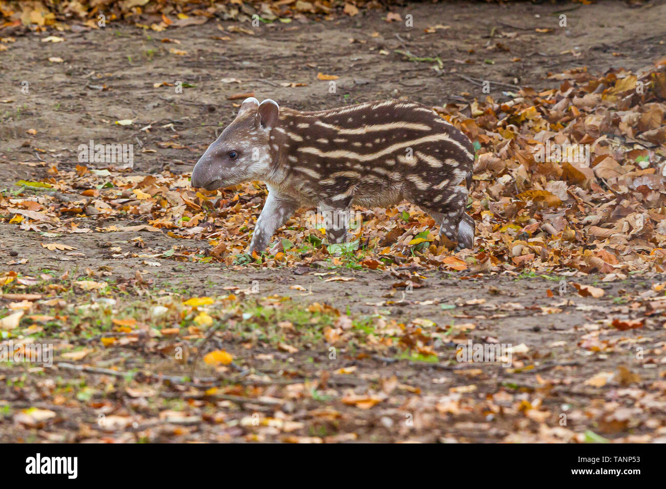 Baby tapir stripe hi-res stock photography and images - Alamy
