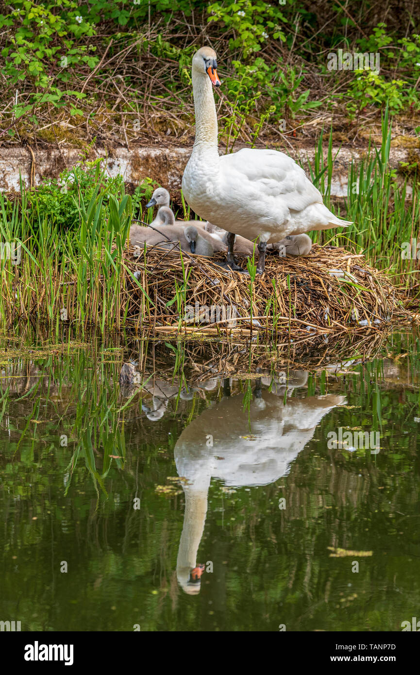 Swans and goslings Stock Photo - Alamy