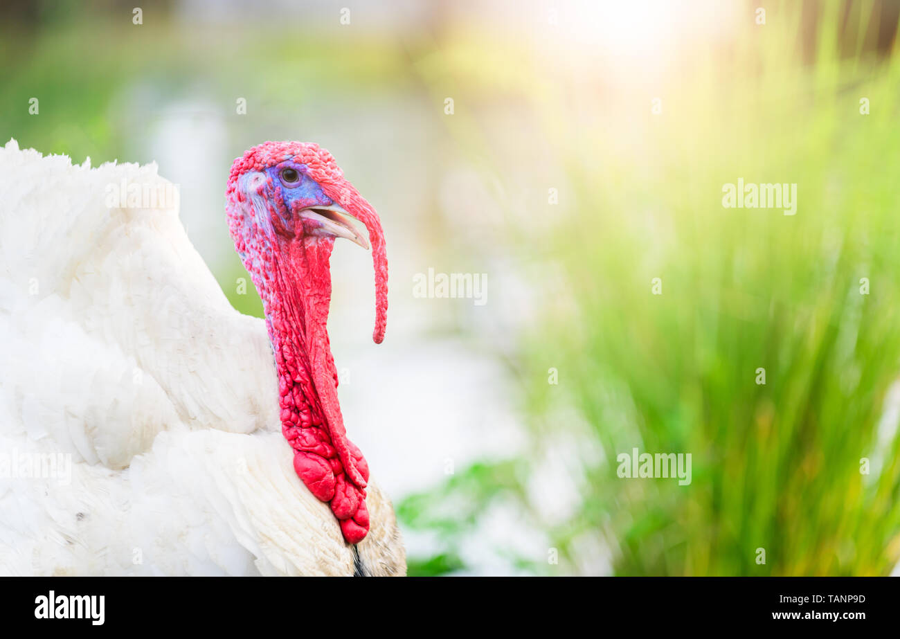 Portrait of white turkey on nature background. colorful red wattle and ...